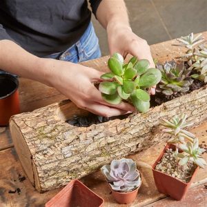 Log Planters: Fascinating DIY Ideas