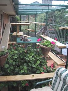 Cat-Friendly Balcony: Amusing & Safe Decoration Ideas