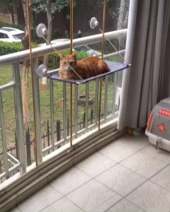Cat-Friendly Balcony: Amusing & Safe Decoration Ideas