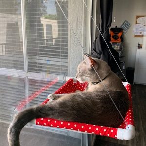 Cat Window Box, Cat Solarium & Cat Window Sill Perch