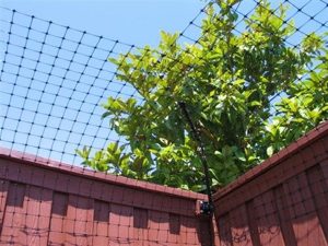 Cat Fencing & Catio Ideas: Secured Cat Garden Design