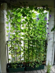 Balcony Ivy Ideas: Amazing Climbing Plants