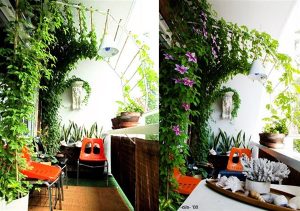 Balcony Ivy Ideas: Amazing Climbing Plants