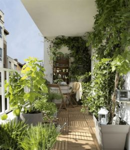 Balcony Ivy Ideas: Amazing Climbing Plants