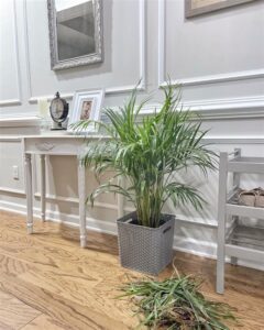 Areca Palm (Dypsis lutescens): Care and Growing Guide