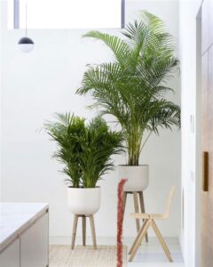 Areca Palm (Dypsis lutescens): Care and Growing Guide