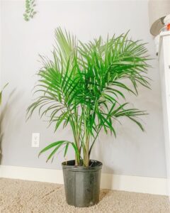 Areca Palm (Dypsis lutescens): Care and Growing Guide