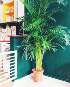 Areca Palm (Dypsis lutescens): Care and Growing Guide