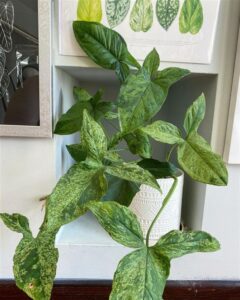 Arrowhead Plant (Syngonium Podophyllum): Care and Growing Guide