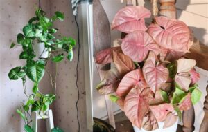 Arrowhead Plant (Syngonium Podophyllum): Care and Growing Guide