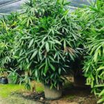 Broadleaf Lady Palm (Rhapis Excelsa): Care and Growing Guide