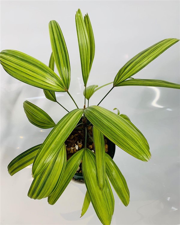 Broadleaf Lady Palm (Rhapis Excelsa): Care and Growing Guide