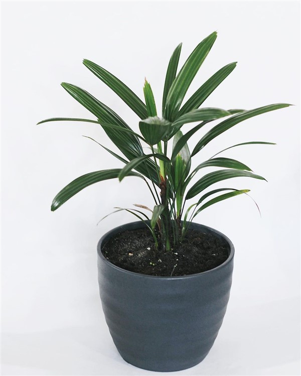 Broadleaf Lady Palm (Rhapis Excelsa): Care and Growing Guide