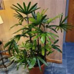 Broadleaf Lady Palm (Rhapis Excelsa): Care and Growing Guide