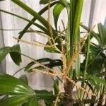 Broadleaf Lady Palm (Rhapis Excelsa): Care and Growing Guide