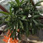 Broadleaf Lady Palm (Rhapis Excelsa): Care and Growing Guide
