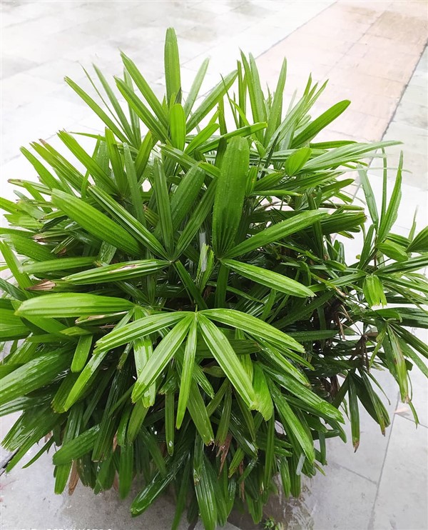 Broadleaf Lady Palm (Rhapis Excelsa): Care and Growing Guide