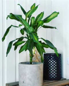Corn Plant (Dracaena Fragrans): Care and Growing Guide