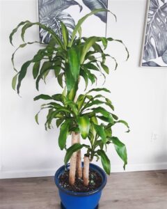 Corn Plant (Dracaena Fragrans): Care and Growing Guide