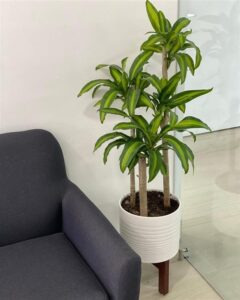 Corn Plant (Dracaena Fragrans): Care and Growing Guide