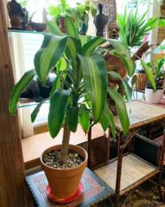 Corn Plant (Dracaena Fragrans): Care and Growing Guide