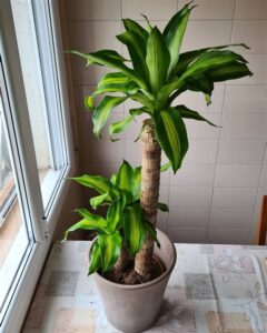 Corn Plant (Dracaena Fragrans): Care and Growing Guide