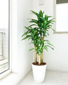 Corn Plant (Dracaena Fragrans): Care and Growing Guide