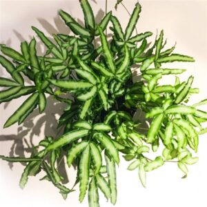 Cretan Brake Fern (Pteris Cretica): Care and Growing Guide