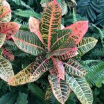 Croton Plant: Care and Growing Guide