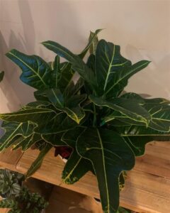 Croton Plant: Care and Growing Guide
