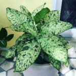 Dumb Cane (Dieffenbachia): Care and Growing Guide