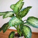 Dumb Cane (Dieffenbachia): Care and Growing Guide