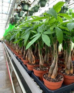 Money Tree (Pachira aquatica): Care and Growing Guide