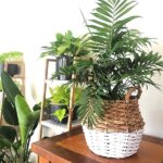 Parlor Palm (Chamaedorea elegans): Care and Growing Guide