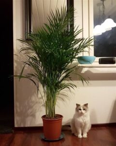 Parlor Palm (Chamaedorea elegans): Care and Growing Guide