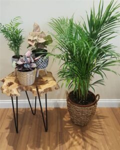 Parlor Palm (Chamaedorea elegans): Care and Growing Guide