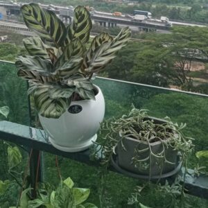 Peacock Plant (Calathea makoyana): Care and Growing Guide