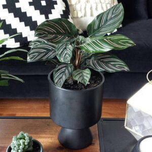 Pin Stripe Calathea (Calathea Ornata): Care and Growing Guide