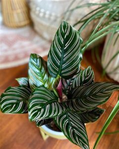 Pin Stripe Calathea (Calathea Ornata): Care and Growing Guide