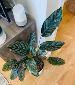Pin Stripe Calathea (Calathea Ornata): Care and Growing Guide