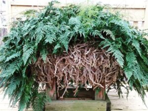 Rabbit's Foot Fern (Davallia Fejeensis): Care and Growing Guide ...