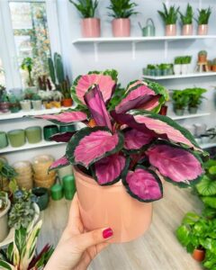 Rose Painted Calathea (Calathea Roseopicta): Care and Growing Guide