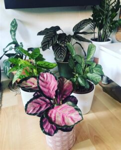 Rose Painted Calathea (Calathea Roseopicta): Care and Growing Guide