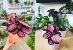 Rose Painted Calathea (Calathea Roseopicta): Care and Growing Guide