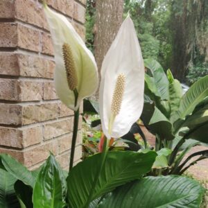Peace Lily (Spathiphyllum): Care and Growing Guide