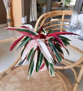 Stromanthe Triostar: Care and Growing Guide