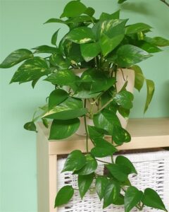 Devil's Ivy (Epipremnum aureum): Care and Growing Guide