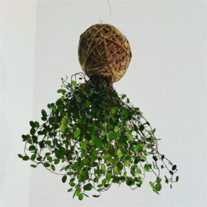 Creeping Wire Vine (Muehlenbeckia axillaris): Care and Growing Guide