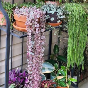 String of Hearts (Ceropegia woodii): Care and Growing Guide