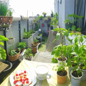 Urban Balcony Garden Ideas That Feel Like In Nature
